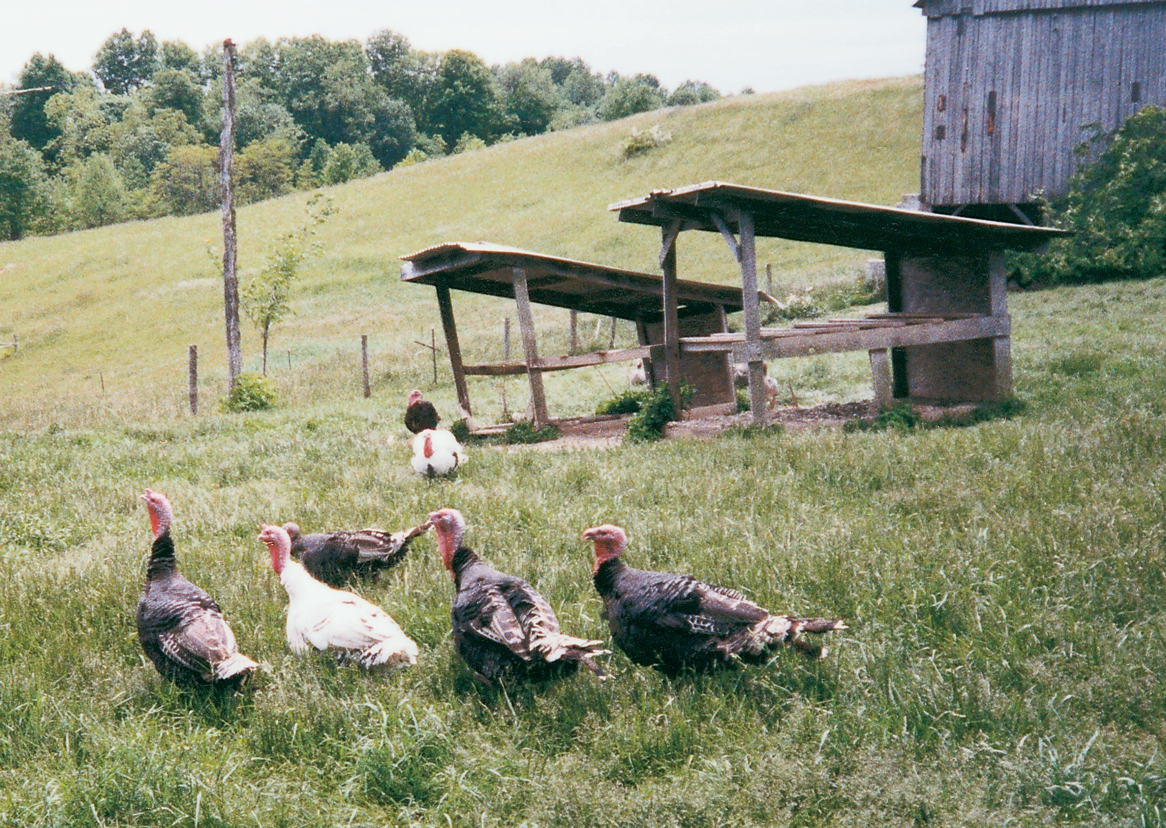 Raising Heritage Turkeys at Home – Mother Earth News